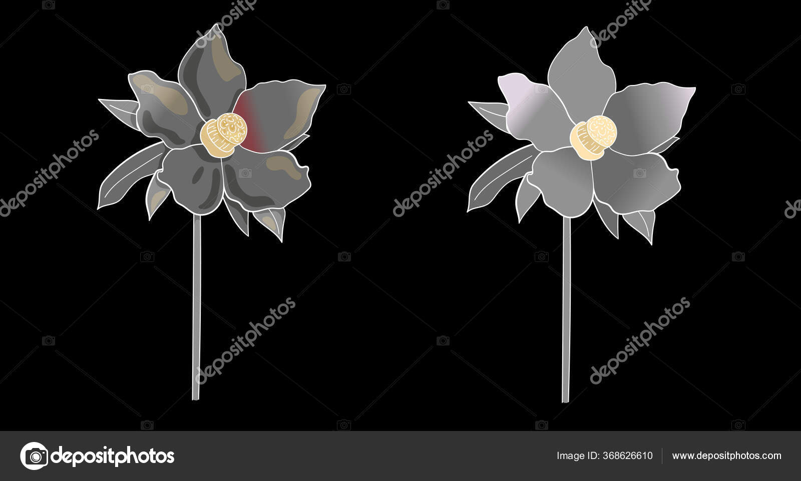 Vector Illustration Helleborus Black Background Illustration Greeting ...