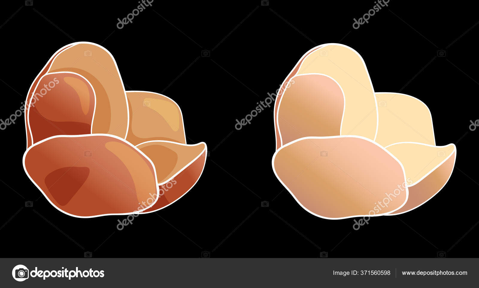 Vector Illustration Helleborus Black Background Illustration Greeting ...