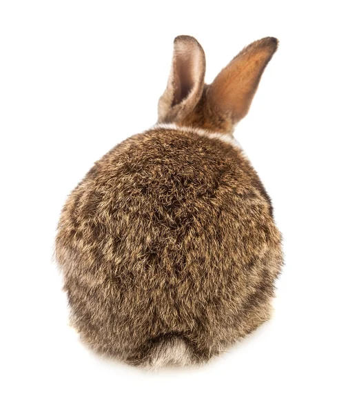 Rabbit (rear view) — Stock Photo © FotoJagodka #5278723