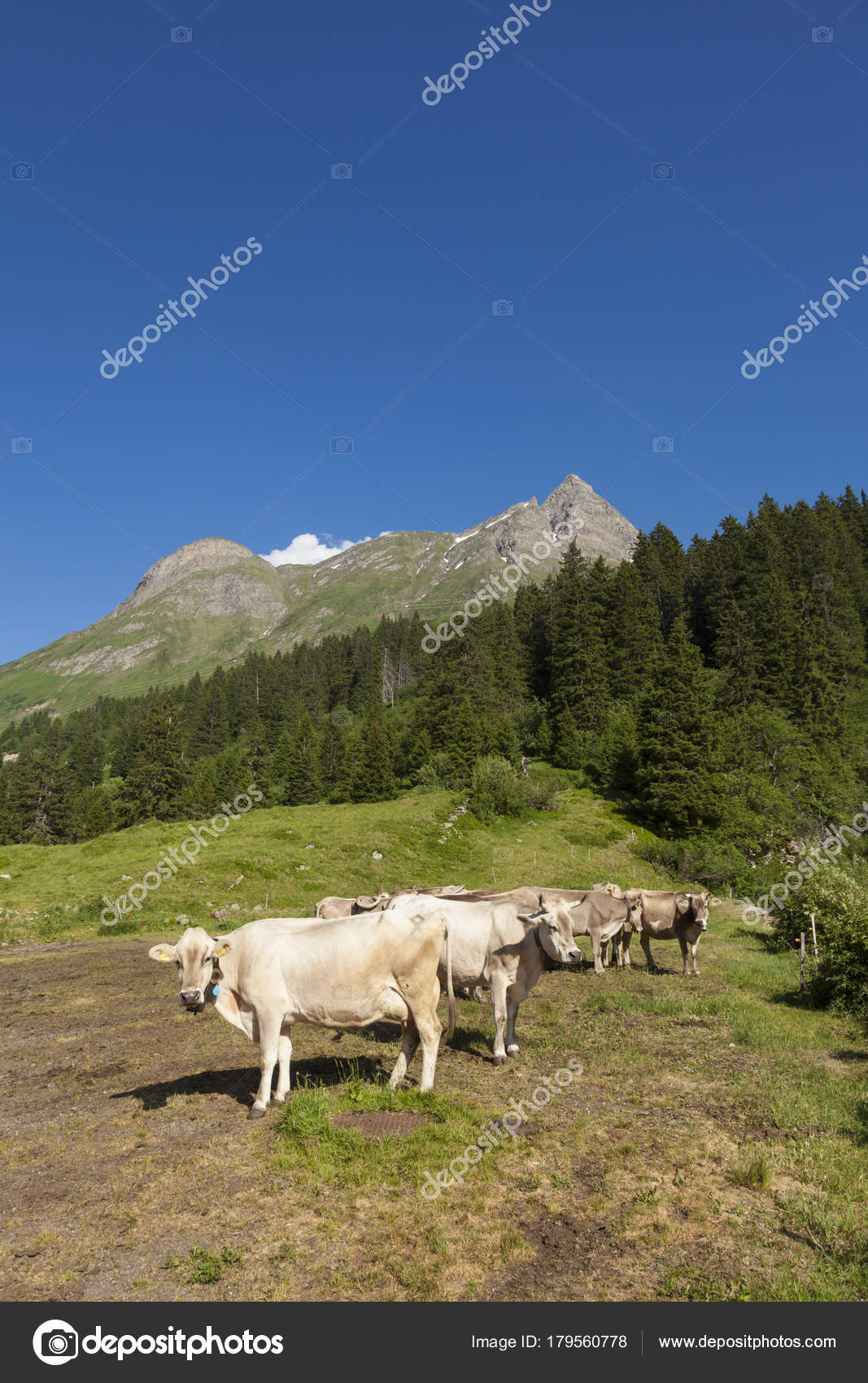 Vacas de pastoreo libres, cría: fotografía de stock © Zveiger ...