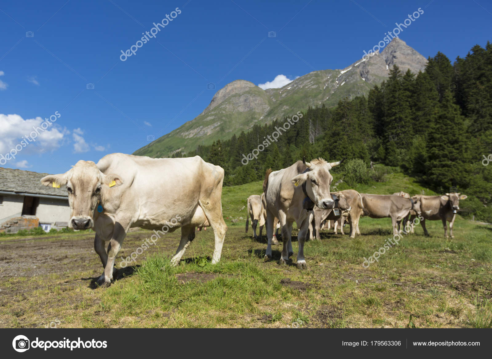 Vacas de pastoreo libres, cría: fotografía de stock © Zveiger ...