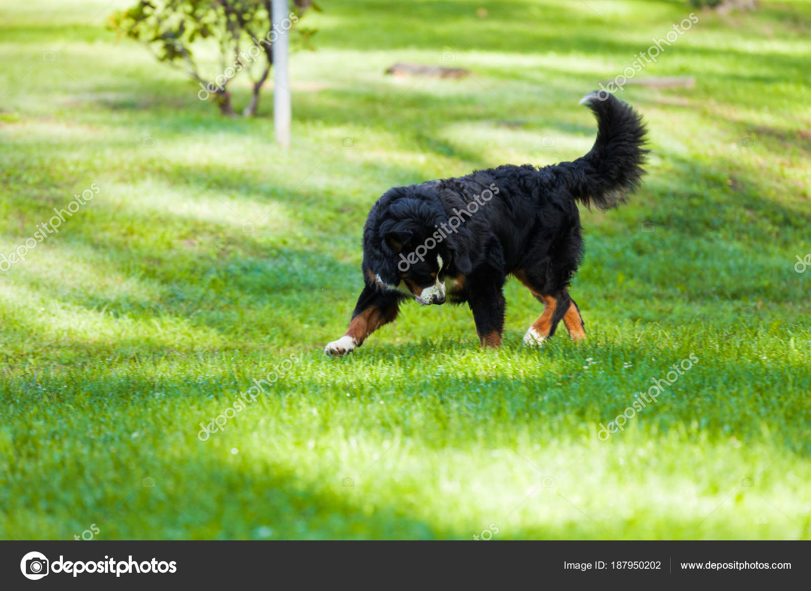 Bernese perro en la naturaleza, césped verde: fotografía de stock ...