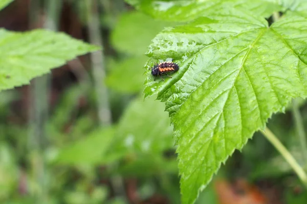 Black snail beetles Stock Photos, Royalty Free Black snail beetles ...