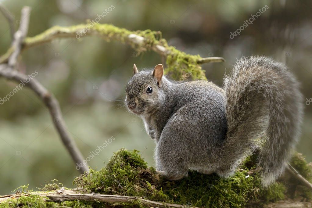 La ardilla gris oriental, conocida como la ardilla gris es un animal nativo del este de América ...