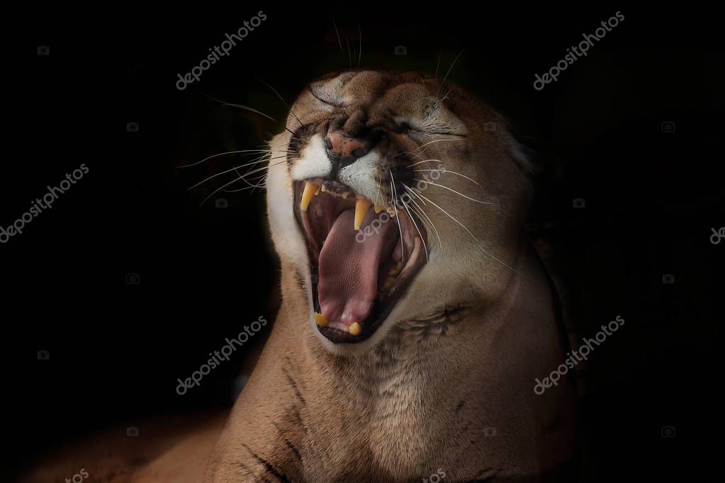 El puma (Puma concolor) es un animal nativo americano, conocido como ...