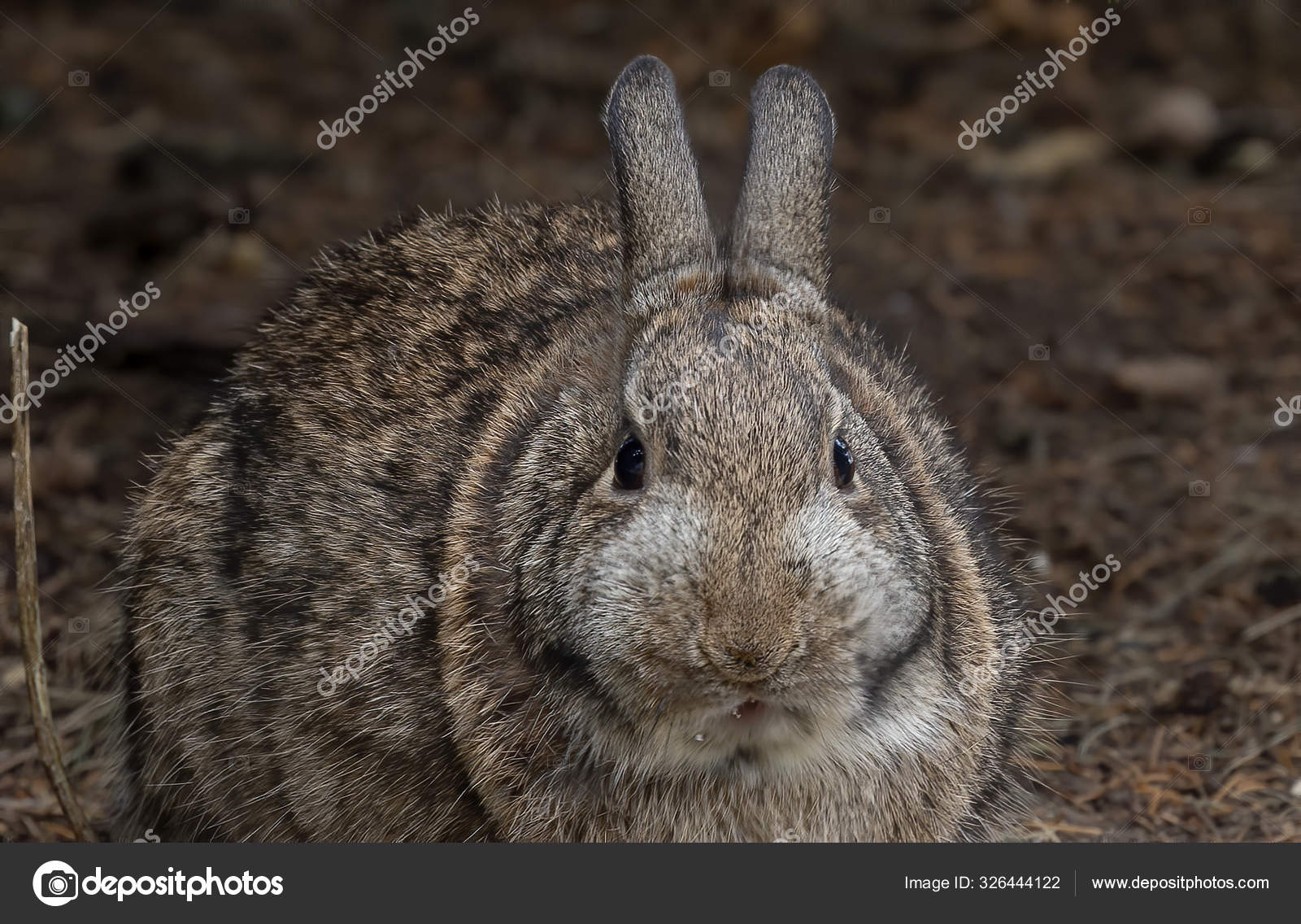 Wild Rabbit Photography Close Winter — Stock Photo © karelbock #326444122