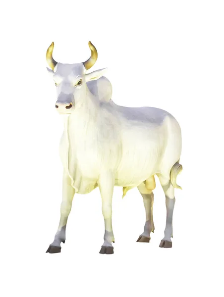 Vaca sem chifres Stock Photos, Royalty Free Vaca sem chifres Images ...