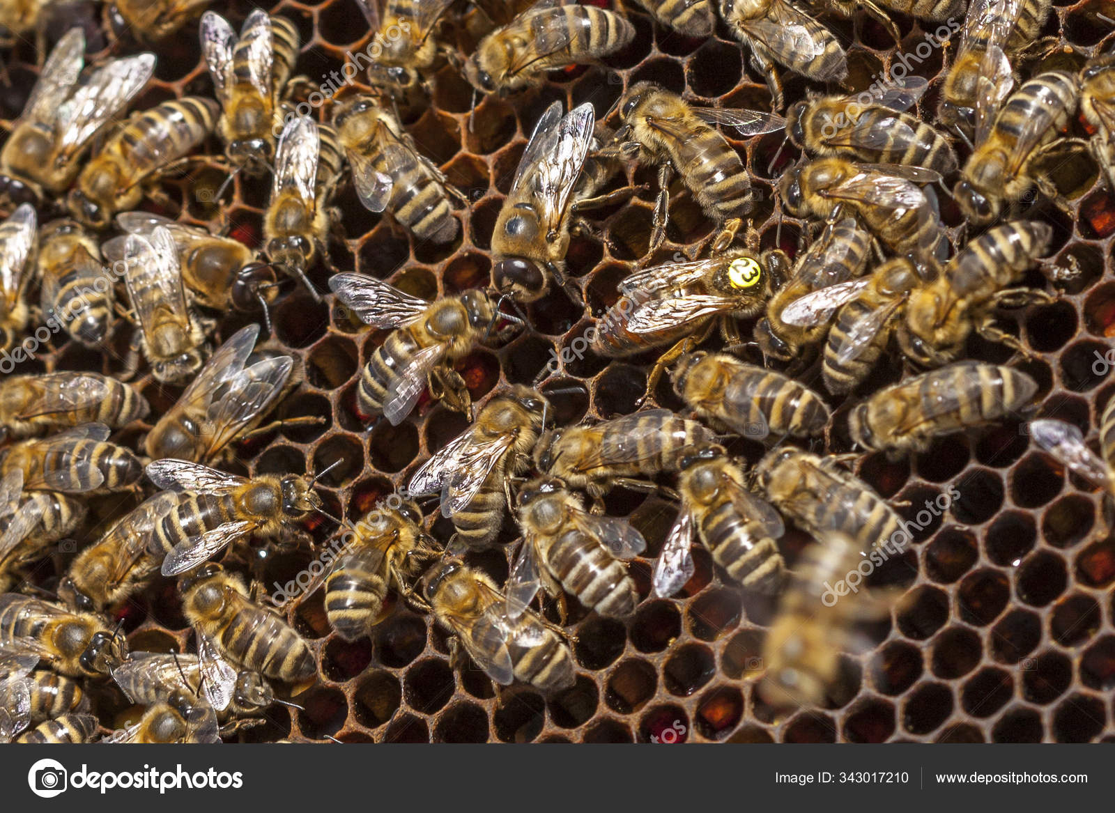 Beekeeping in the Czech Republic - honey bee, details of hive — Stock Photo © benedamiroslav ...