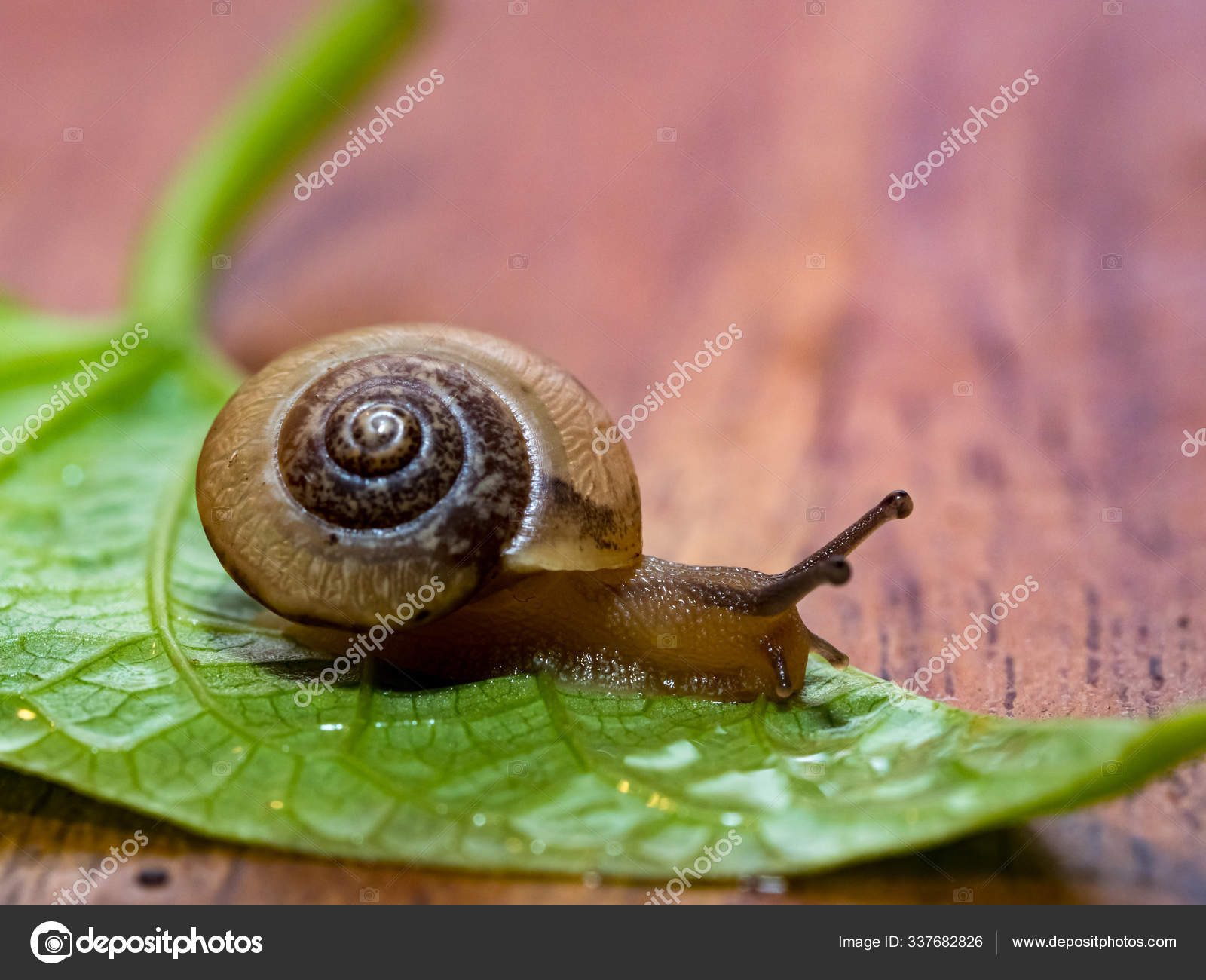 Snail Green Leaf — Stock Photo © huangcarlos #337682826