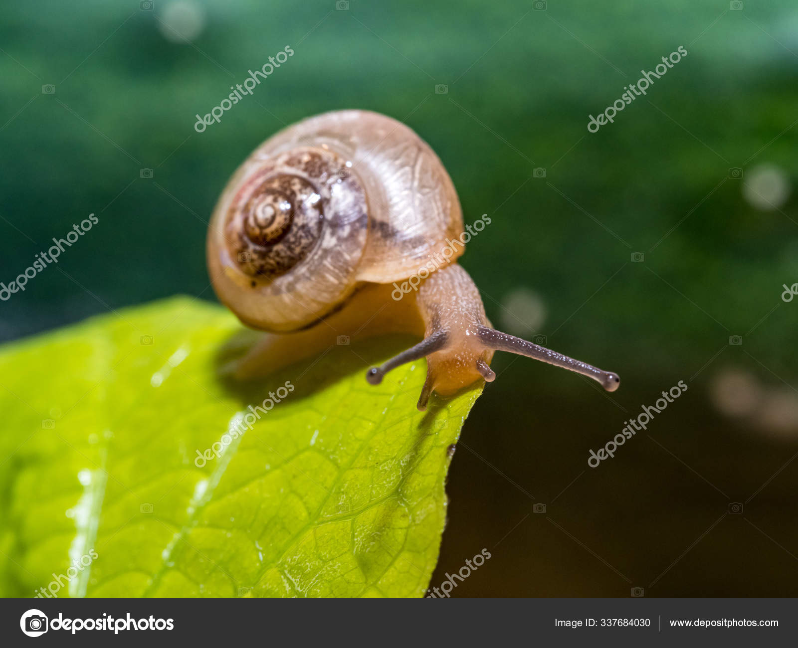 Snail Green Leaf — Stock Photo © huangcarlos #337684030