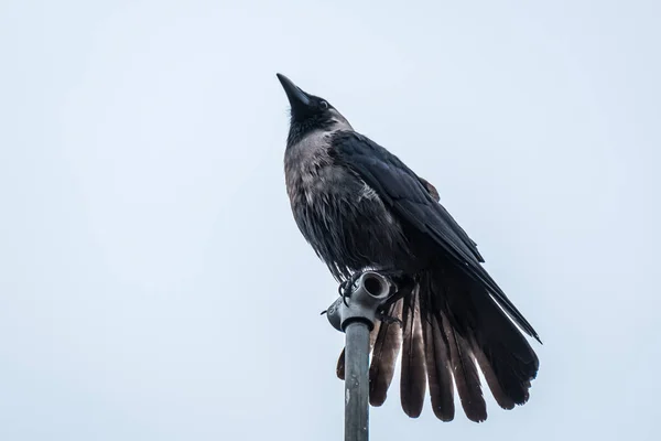 Man with black wings Stock Photos, Royalty Free Man with black wings ...