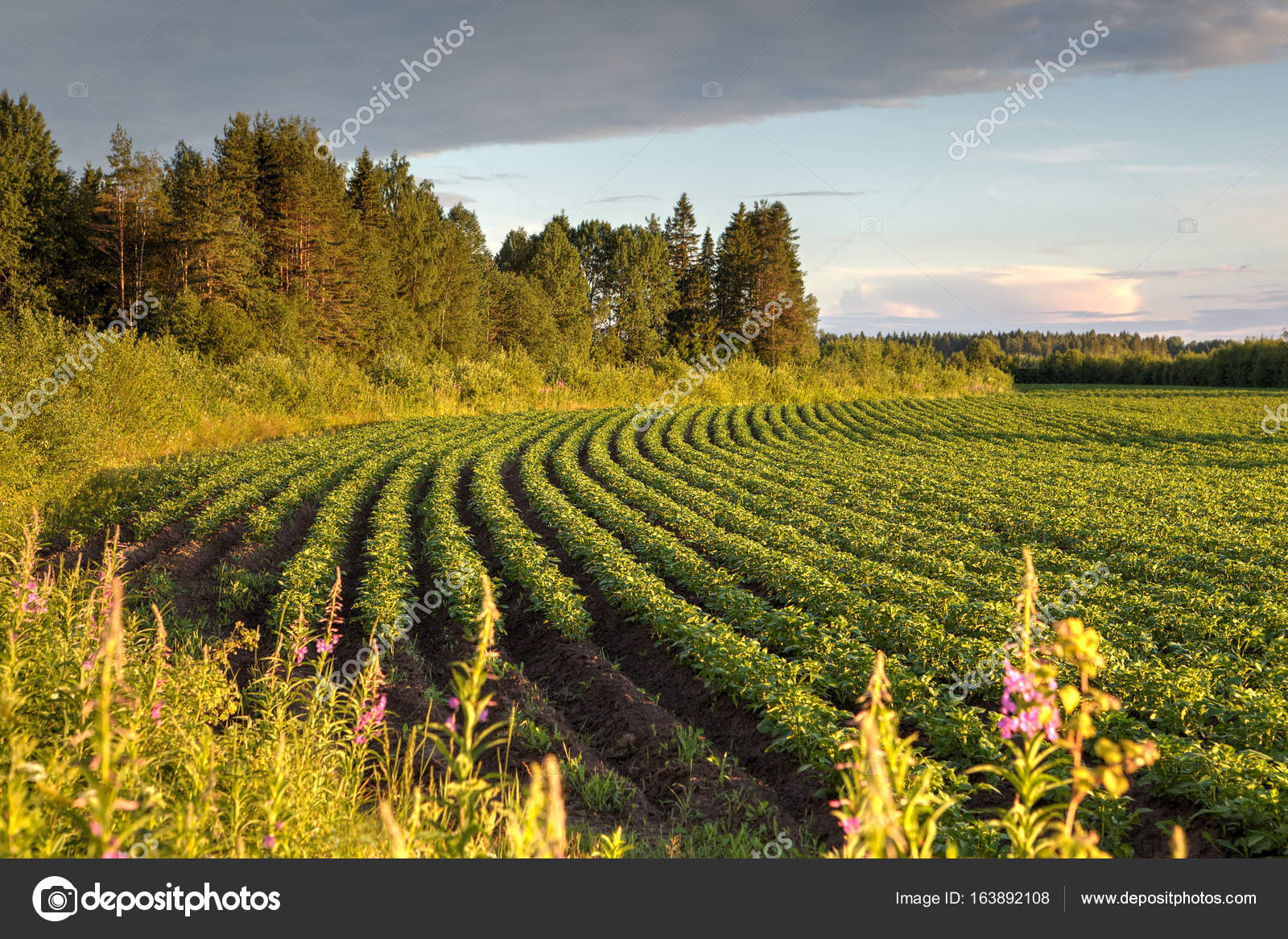 Potato field on a background of the forest before sunset. Stock Photo ...