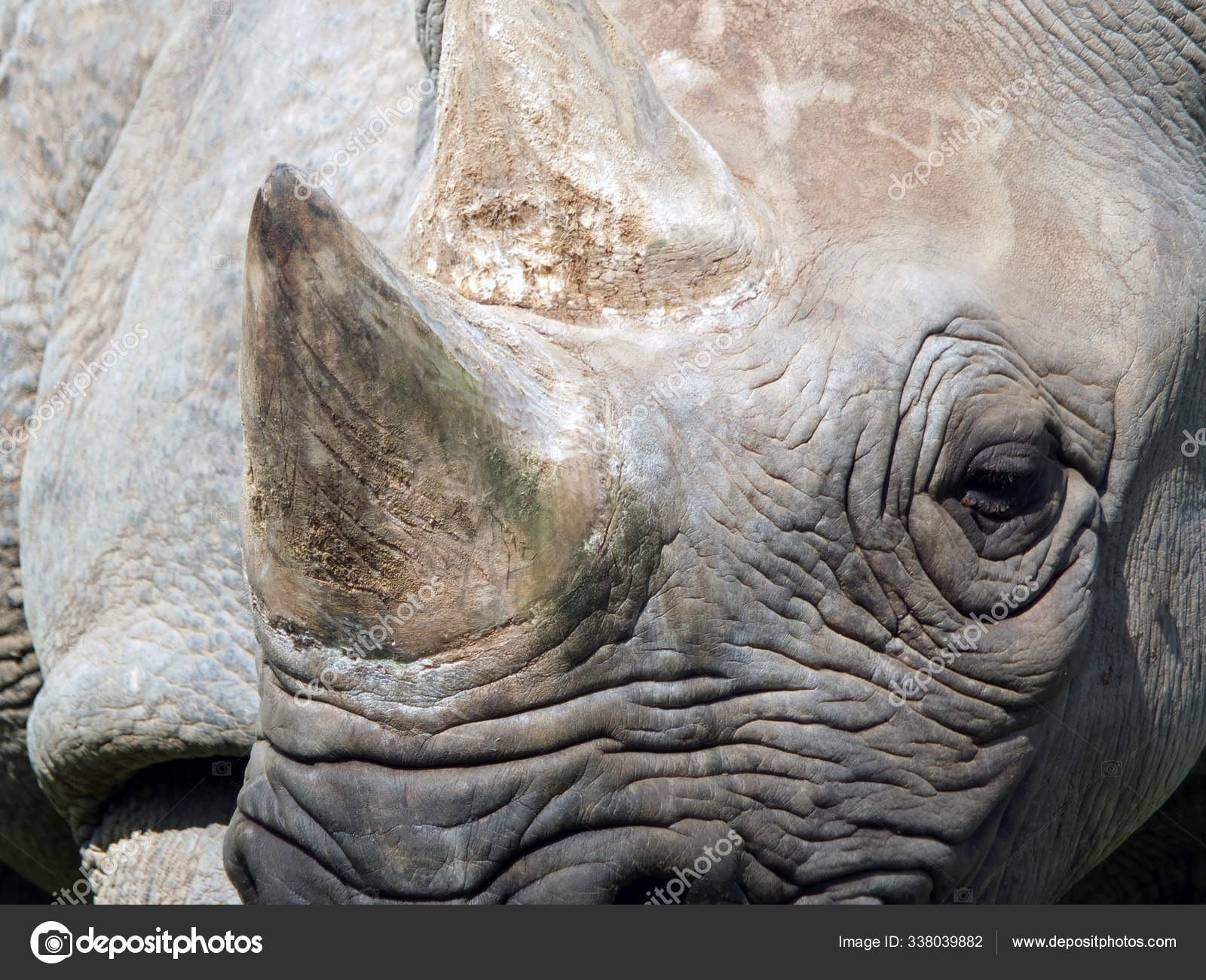 Rhinoceros Face