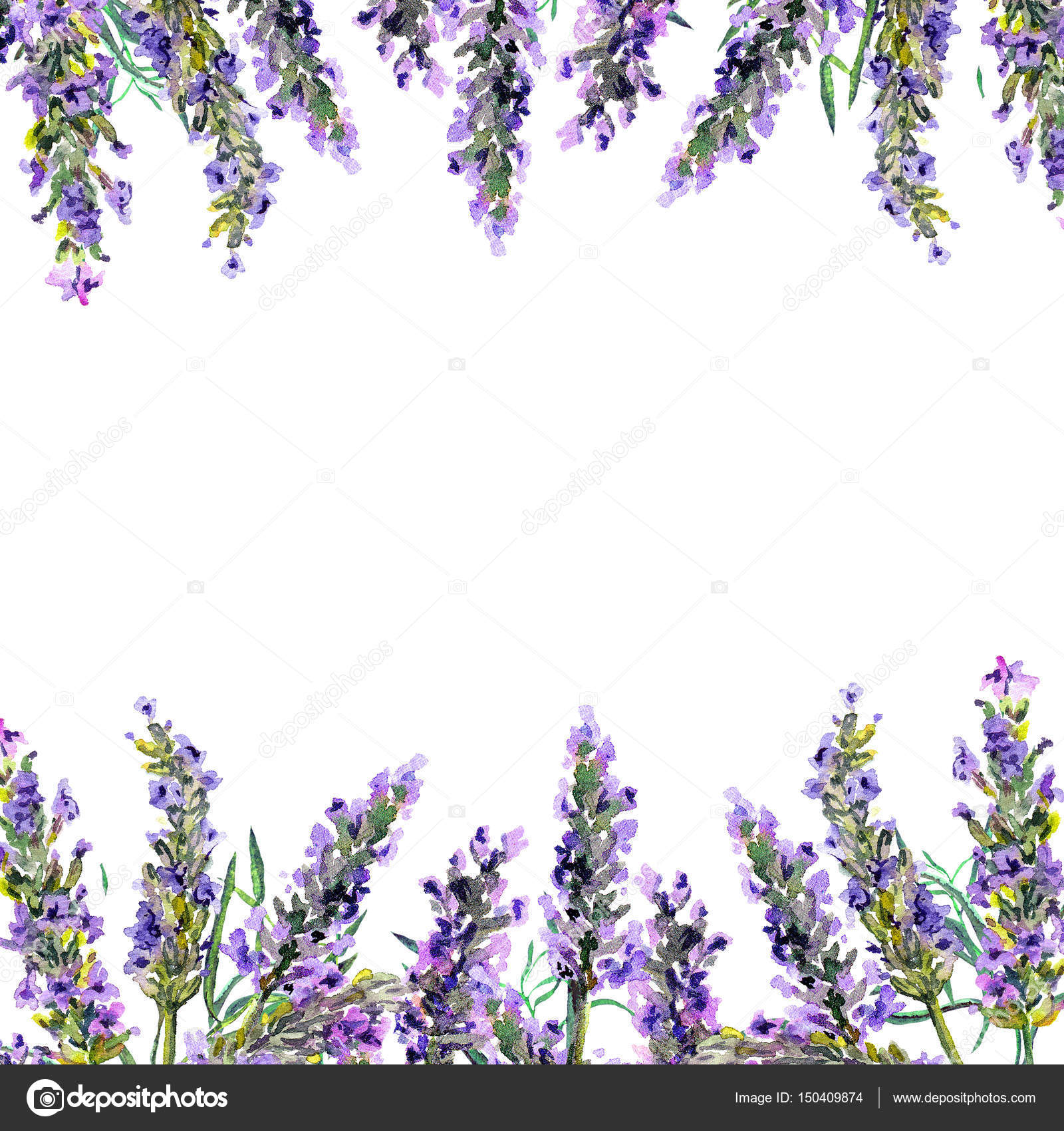 Lavender flowers. Watercolor frame Stock Photo by ©zzzorikk 150409874