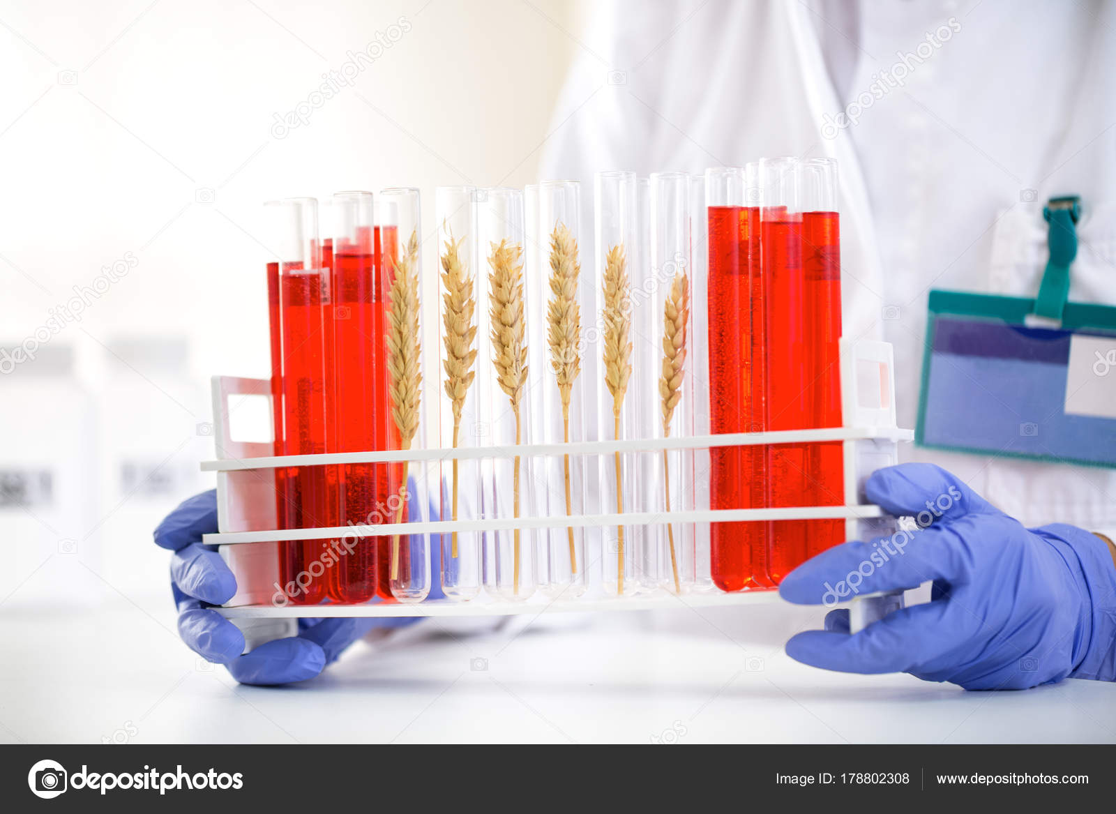 Scientist checking sample of wheat at tubes, doing contol about Stock ...