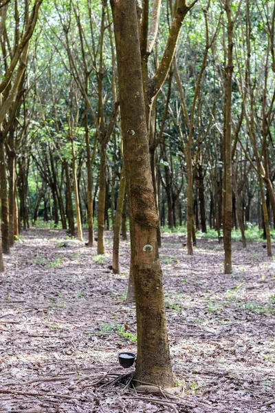 Young rubber trees Stock Photos, Royalty Free Young rubber trees Images ...