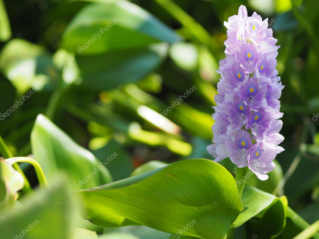 Jacinto de agua de color violeta, género Eichhornia, Eichhornia ...