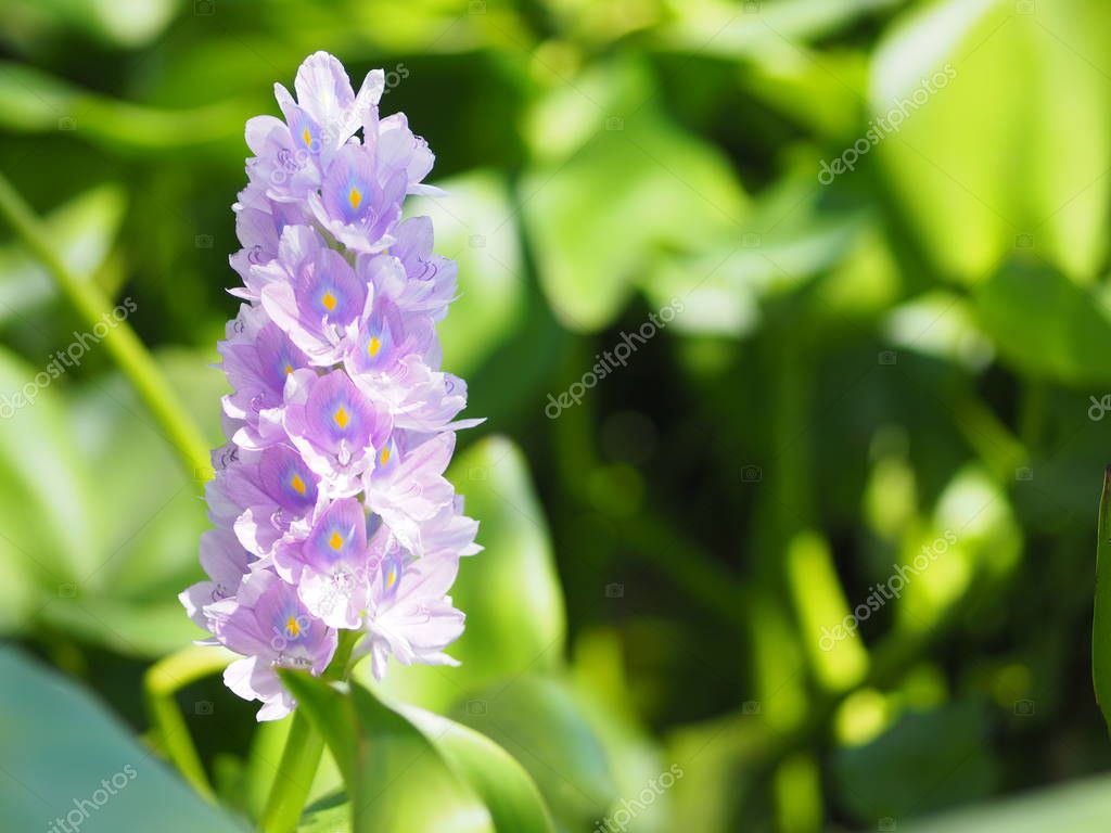 Jacinto de agua de color violeta, género Eichhornia, Eichhornia ...