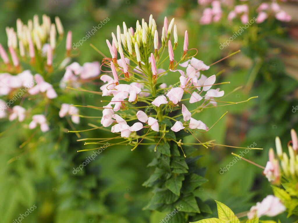 Cleome hassleriana, flor de araña, planta araña, reina rosa, bigotes ...