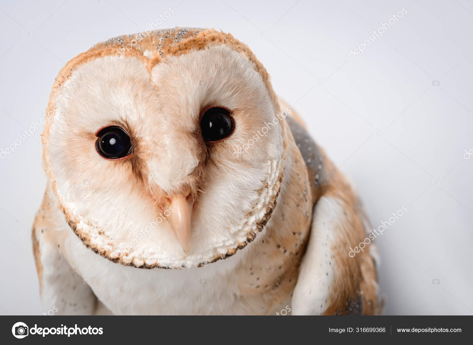 Cute Barn Owl Face