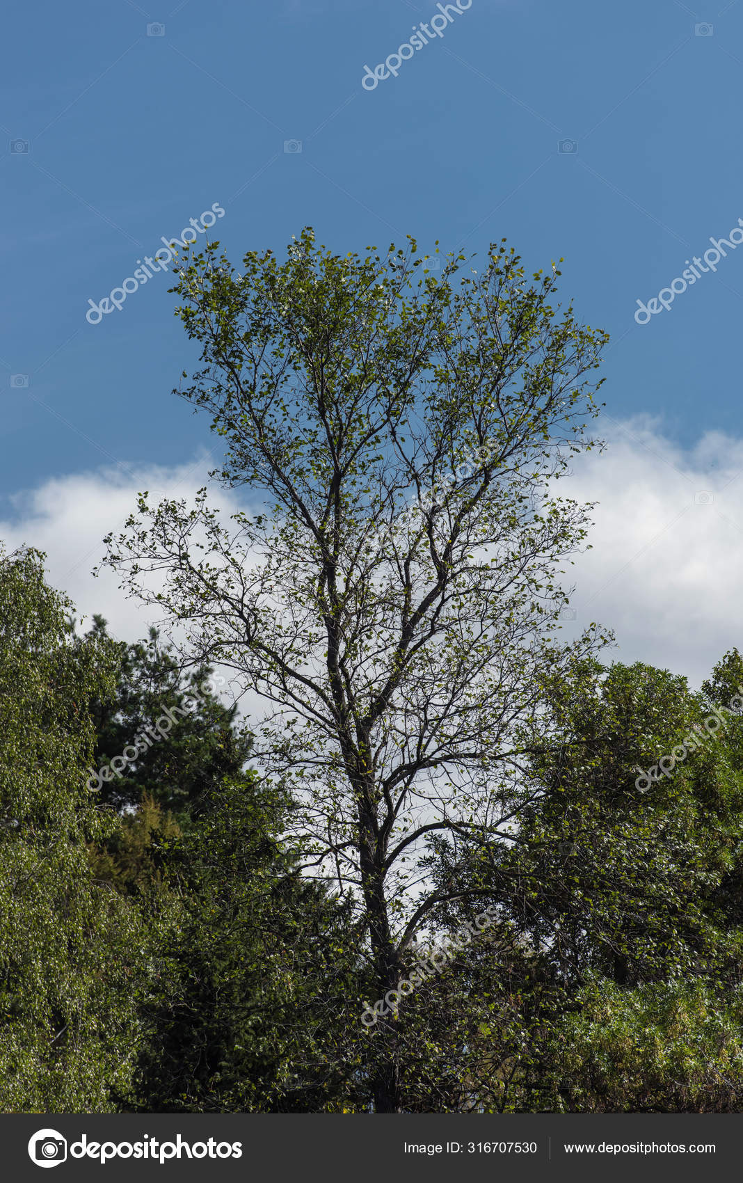 Trees Green Leaves Cloudy Sky Background — Stock Photo © HayDmitriy ...