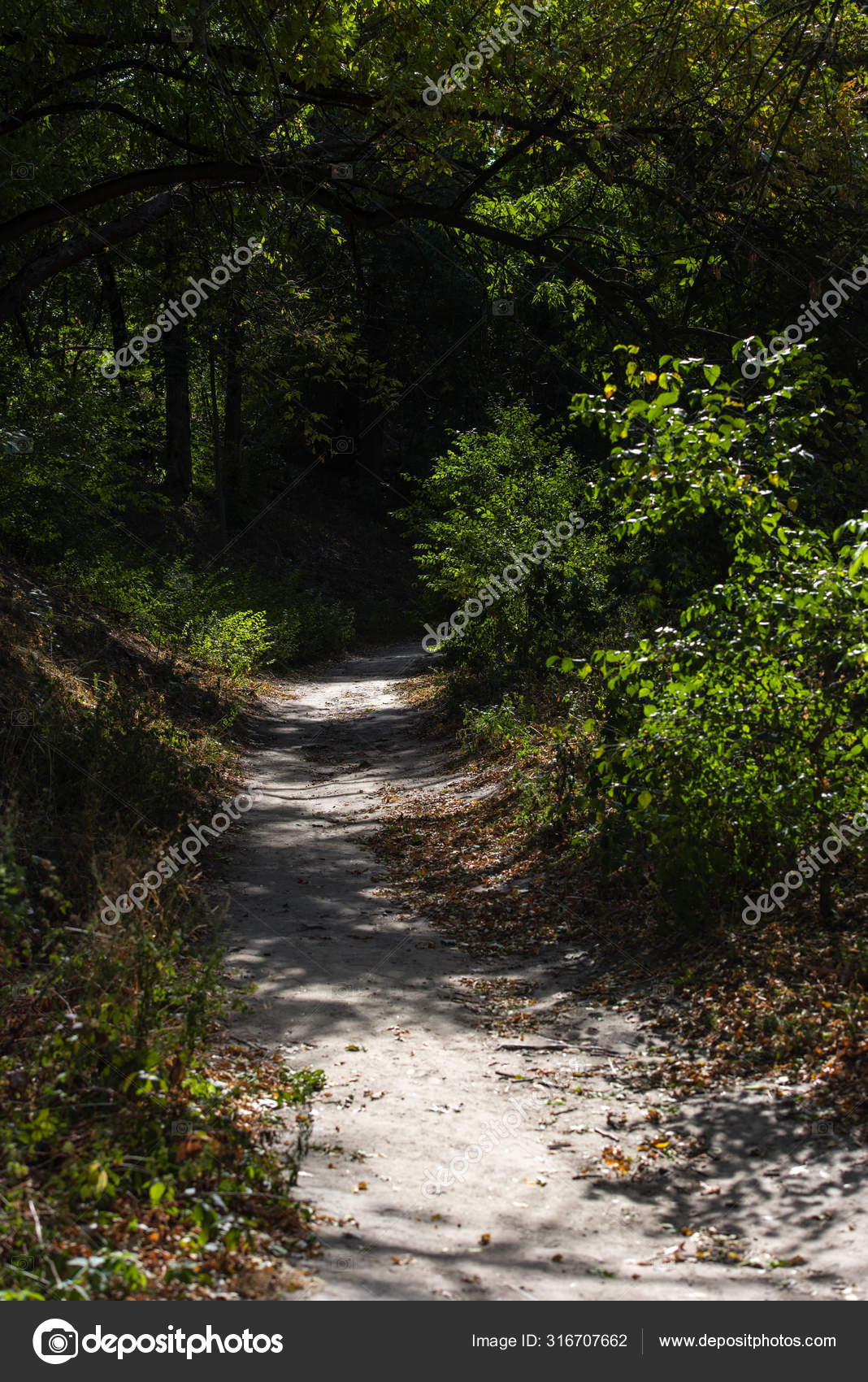 Walkway Sunlight Shadow Summer Forest Stock Photo by ©HayDmitriy 316707662