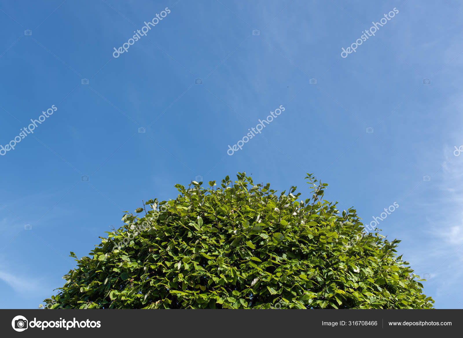 Bottom View Green Bush Blue Sky Background — Stock Photo © HayDmitriy ...