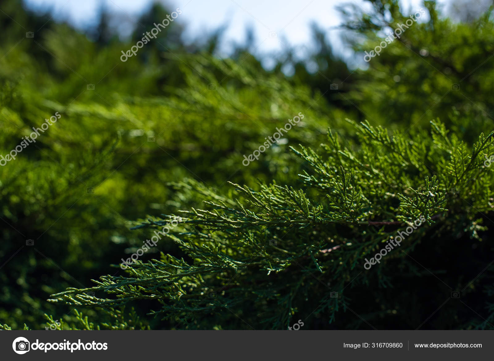 Close View Green Juniper Branches Sunlight — Stock Photo © HayDmitriy ...