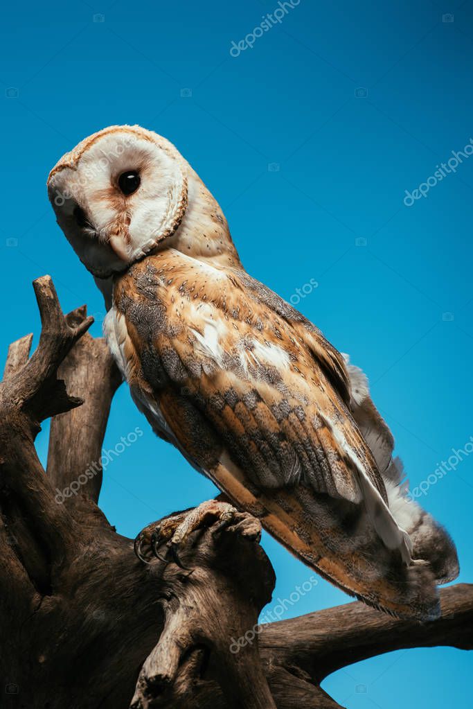 búho de granero silvestre mullido sentado en rama de madera aislado en ...