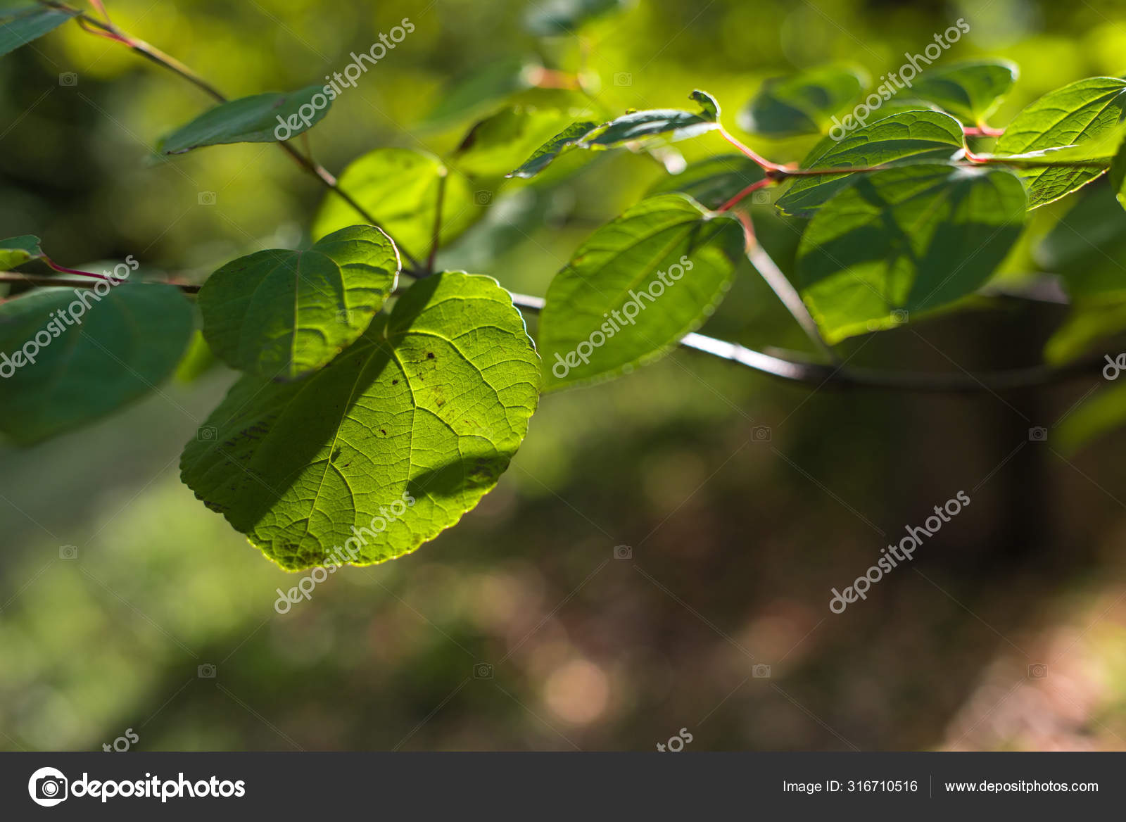 Close View Green Leaves Tree Branch Sunlight Stock Photo by ©HayDmitriy ...
