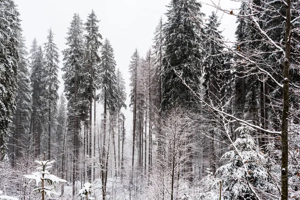 Foret sapin neige images libres de droit, photos de Foret sapin neige ...