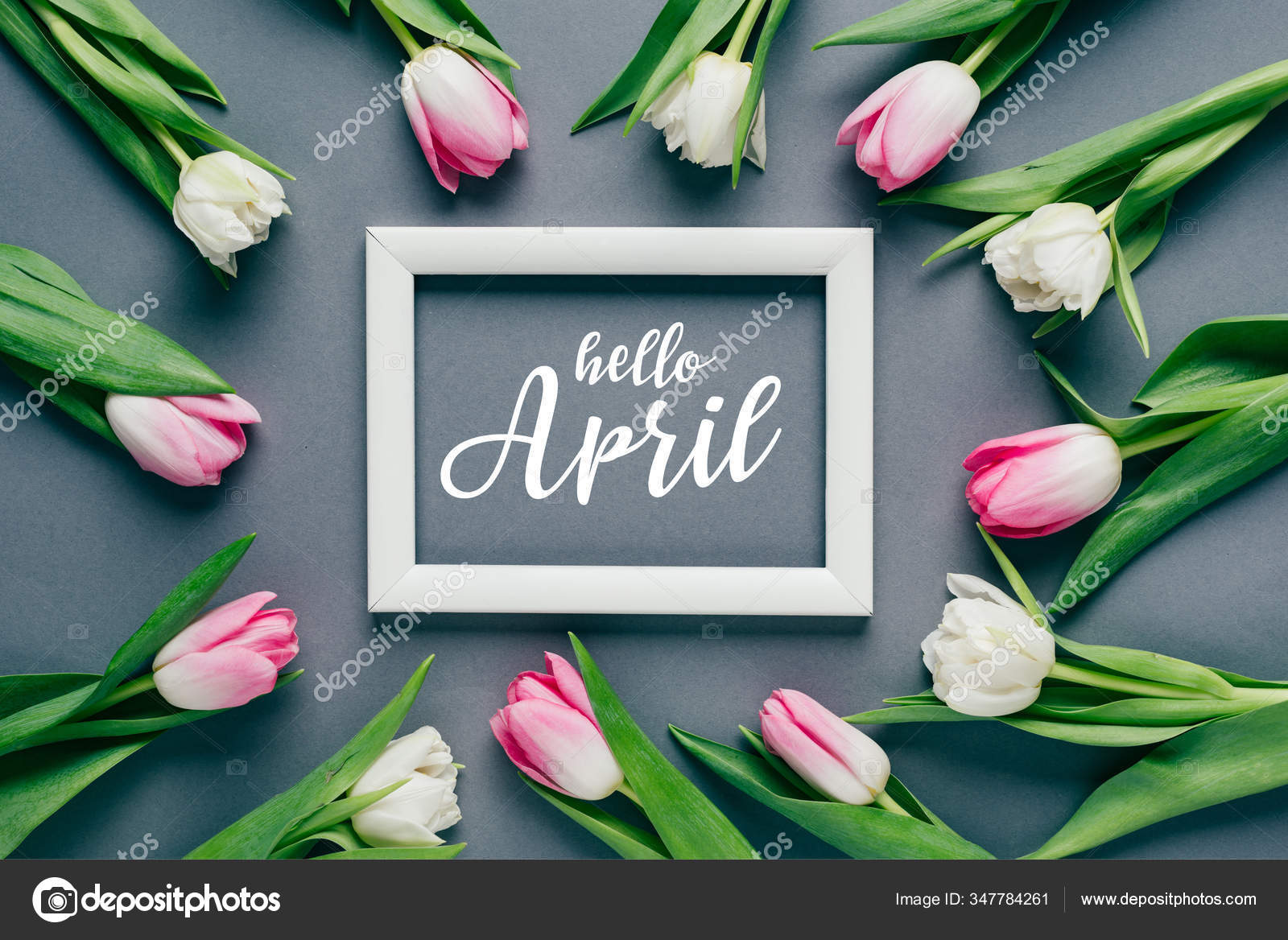 Top View Tulips White Frame Grey Surface Hello April Illustration Stock ...