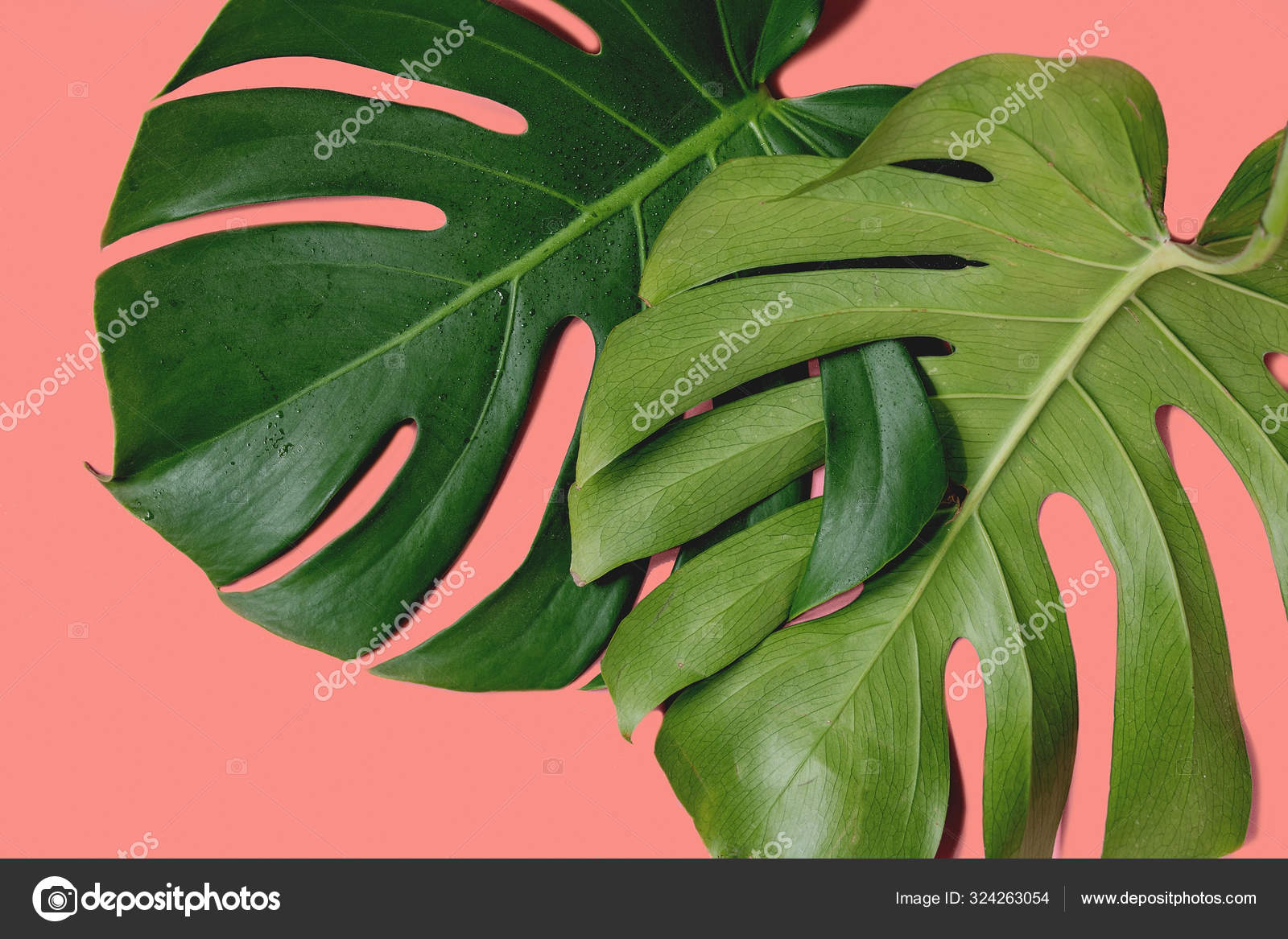 Tropical jungle Monstera leaf Stock Photo by ©NatashaBreen 324263054