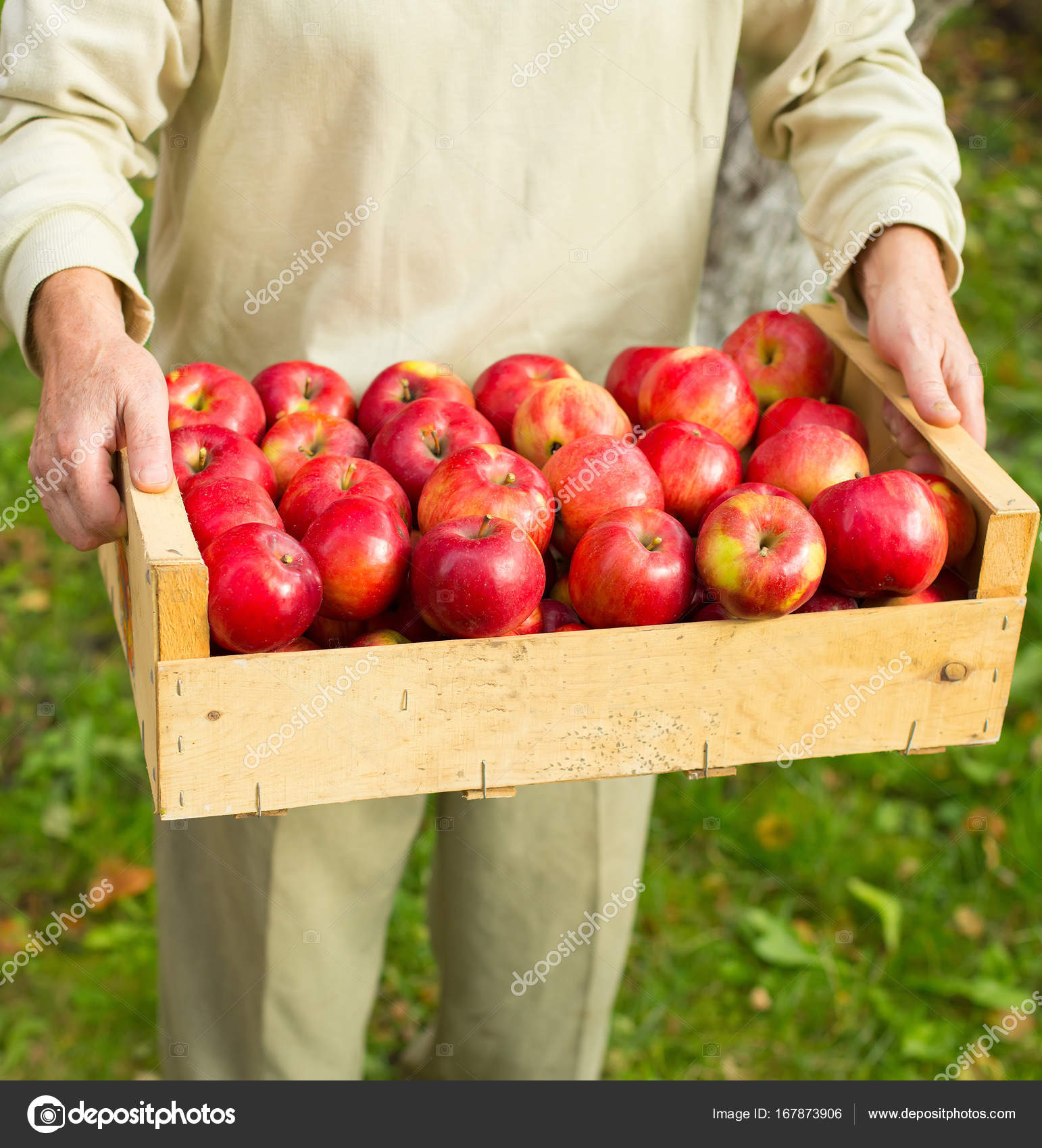 Man hold big box with beautiful clean apple in garden — Stock Photo ...
