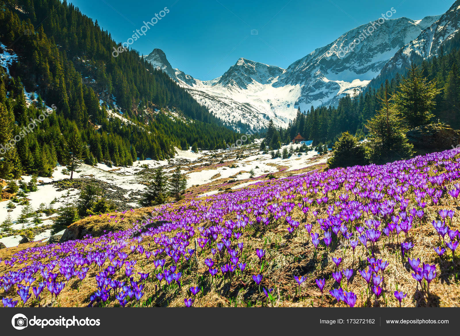 Spring Flowers Landscape Snow
