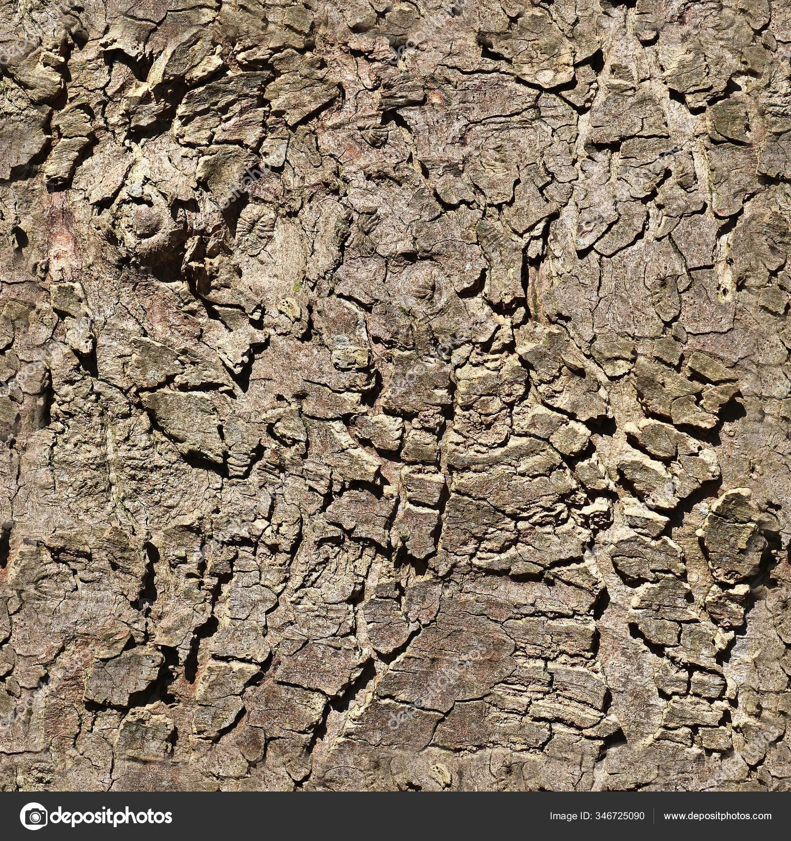 Photo Realistic Seamless Texture Pattern Tree Bark High Resolution ...