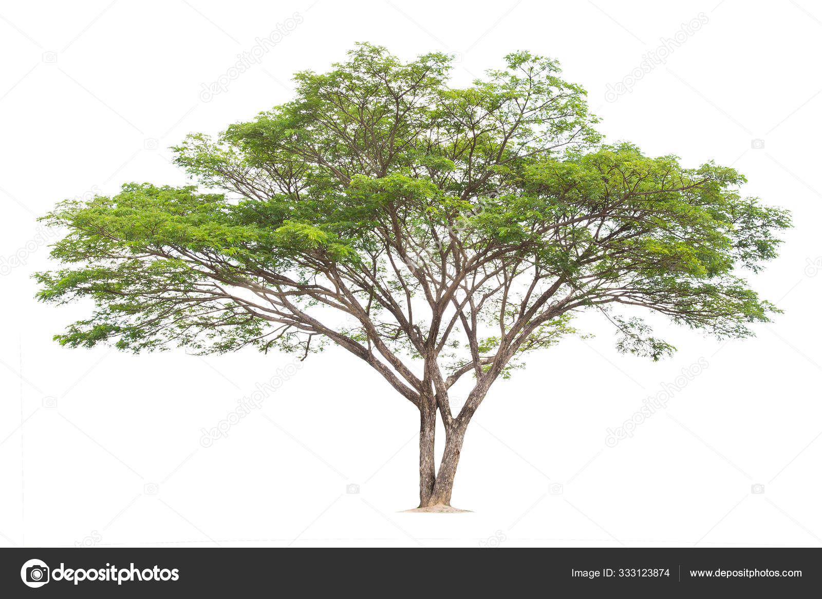 Samanea saman, Rain tree, isolated on White Background. — Stock Photo ...