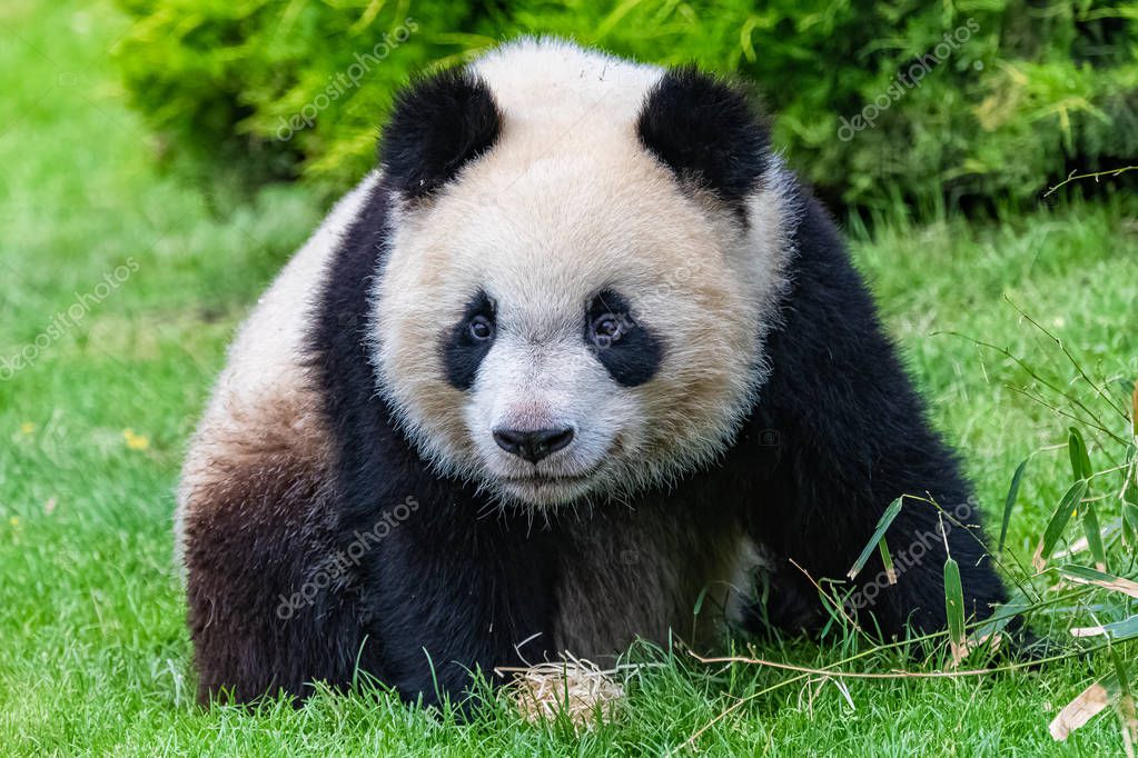 Fotos de Panda Gigante Oso Joven Panda Sentado Hierba Actitud Divertida ...