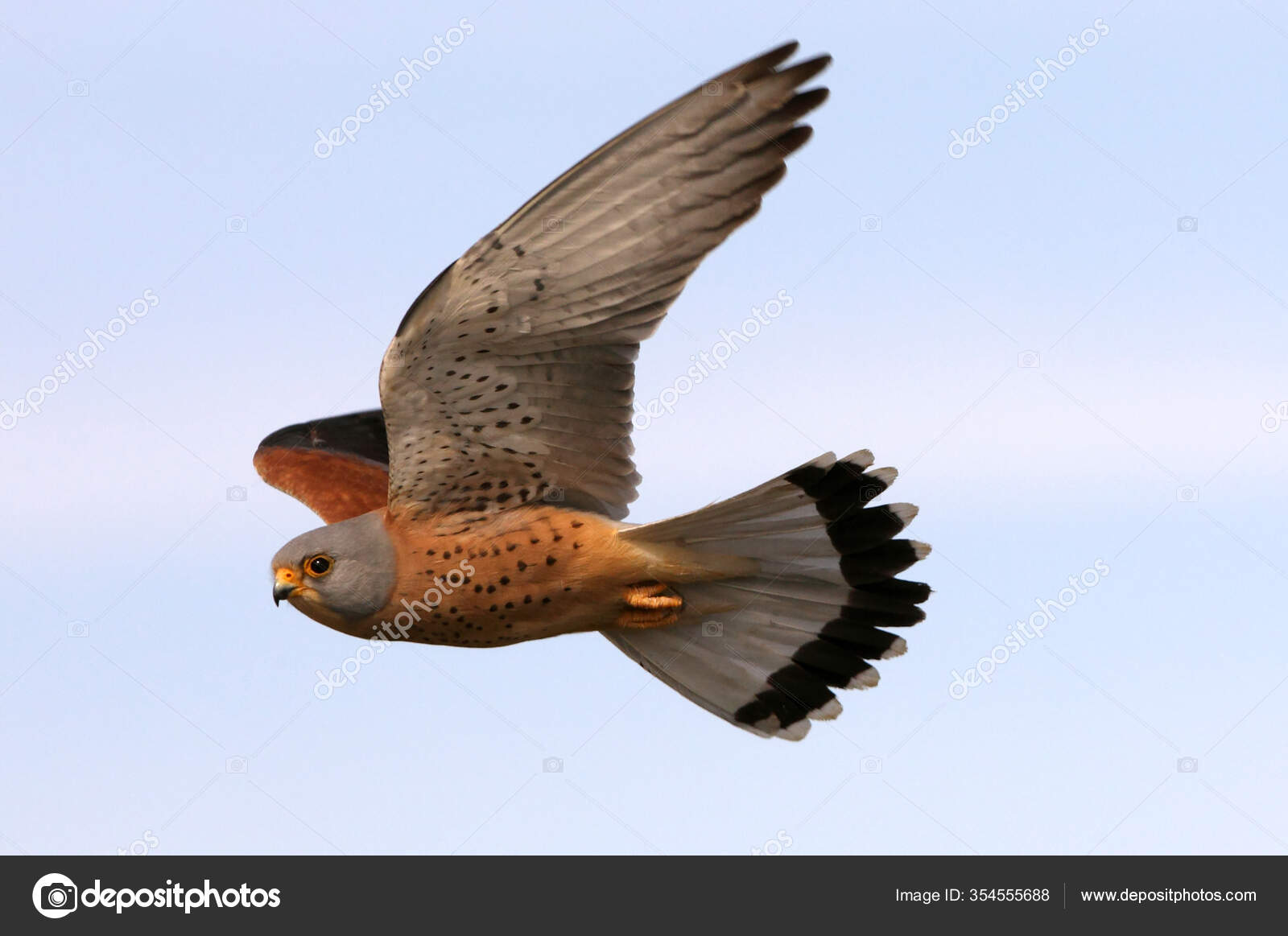 Lesser Kestrel