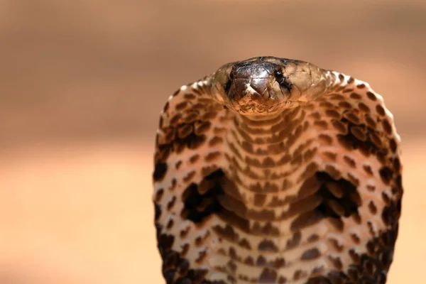 Sapsan falcon Stock Photos, Royalty Free Sapsan falcon Images ...