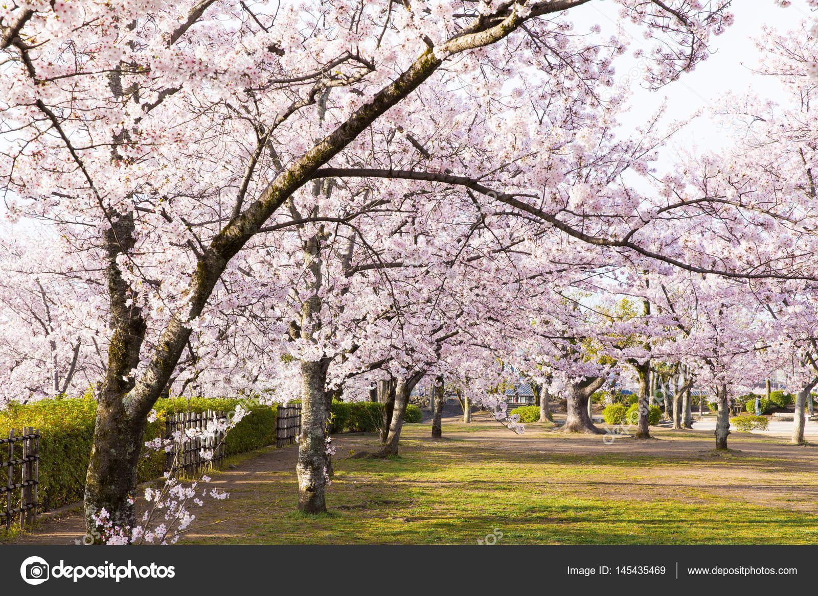 Sakura cherry blossom Stock Photo by ©Torsakarin 145435469