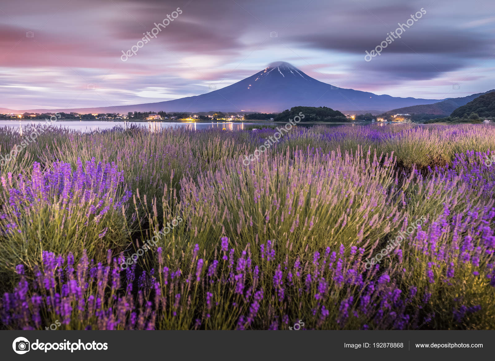 Night View Mountain Fuji Lavender Fields Summer Season Lake Kawaguchiko ...