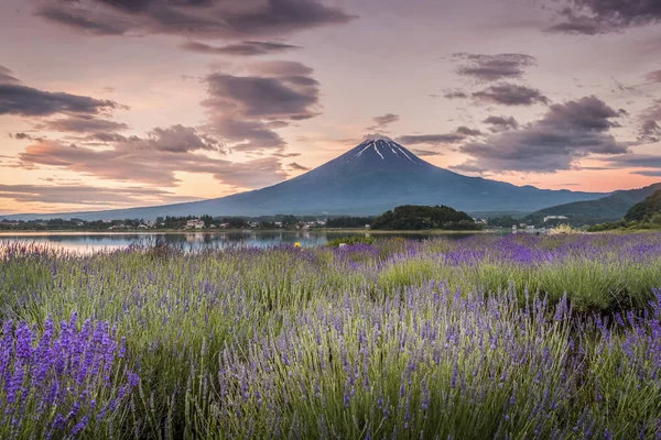 Night View Mountain Fuji Lavender Fields Summer Season Lake Kawaguchiko ...