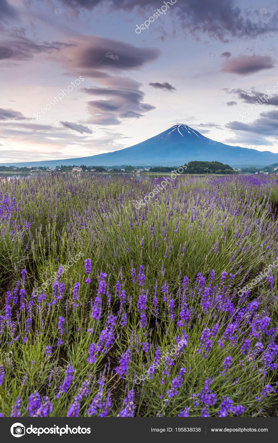 View Mountain Fuji Lavender Fields Summer Season Lake Kawaguchiko ...