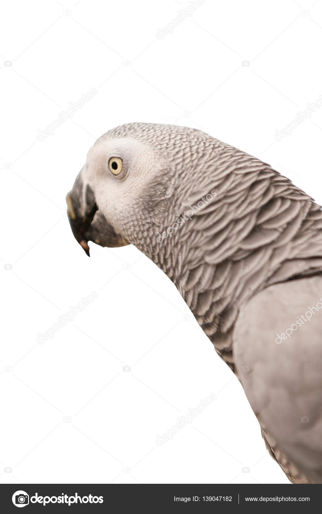 Parrot on perch — Stock Photo © spetenfina #139047182