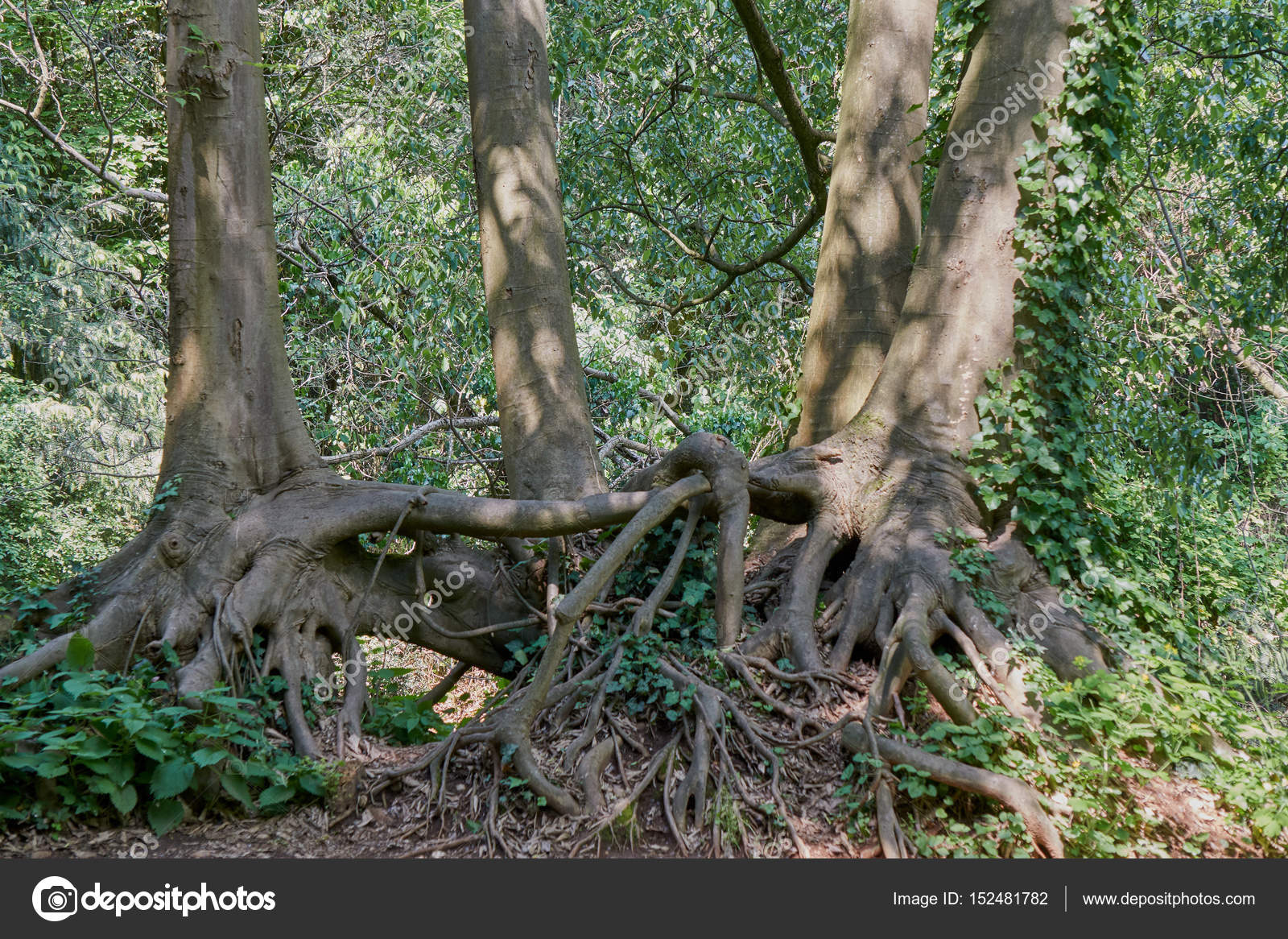 Tangled root in the wood — Stock Photo © spetenfina #152481782