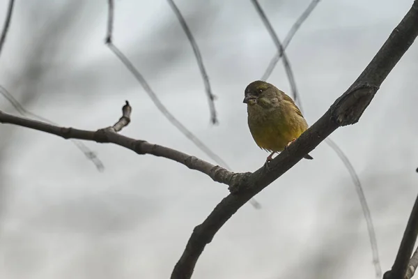 Canary in tree Stock Photos, Royalty Free Canary in tree Images ...