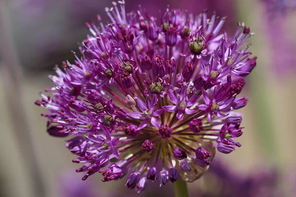 Allium sativum, flower of the garlic — Stock Photo © digicomphoto #34274585