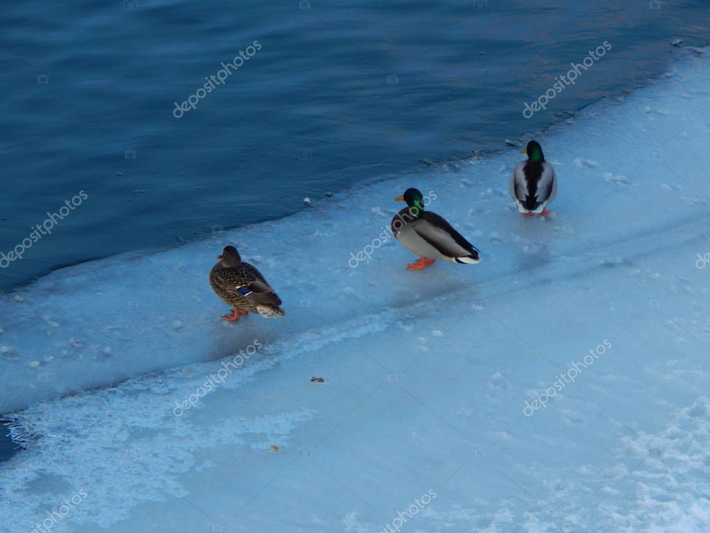 Los patos se sientan en el hielo y nadan en el río 2022
