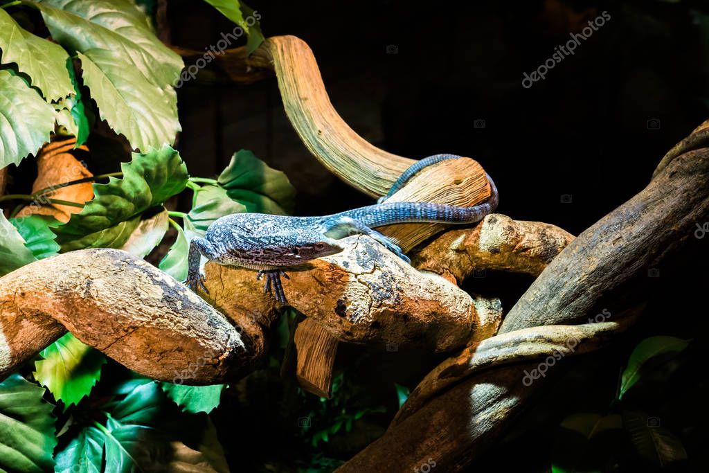 monitor de árbol manchado azul que camina ovar una rama, lagarto en ...